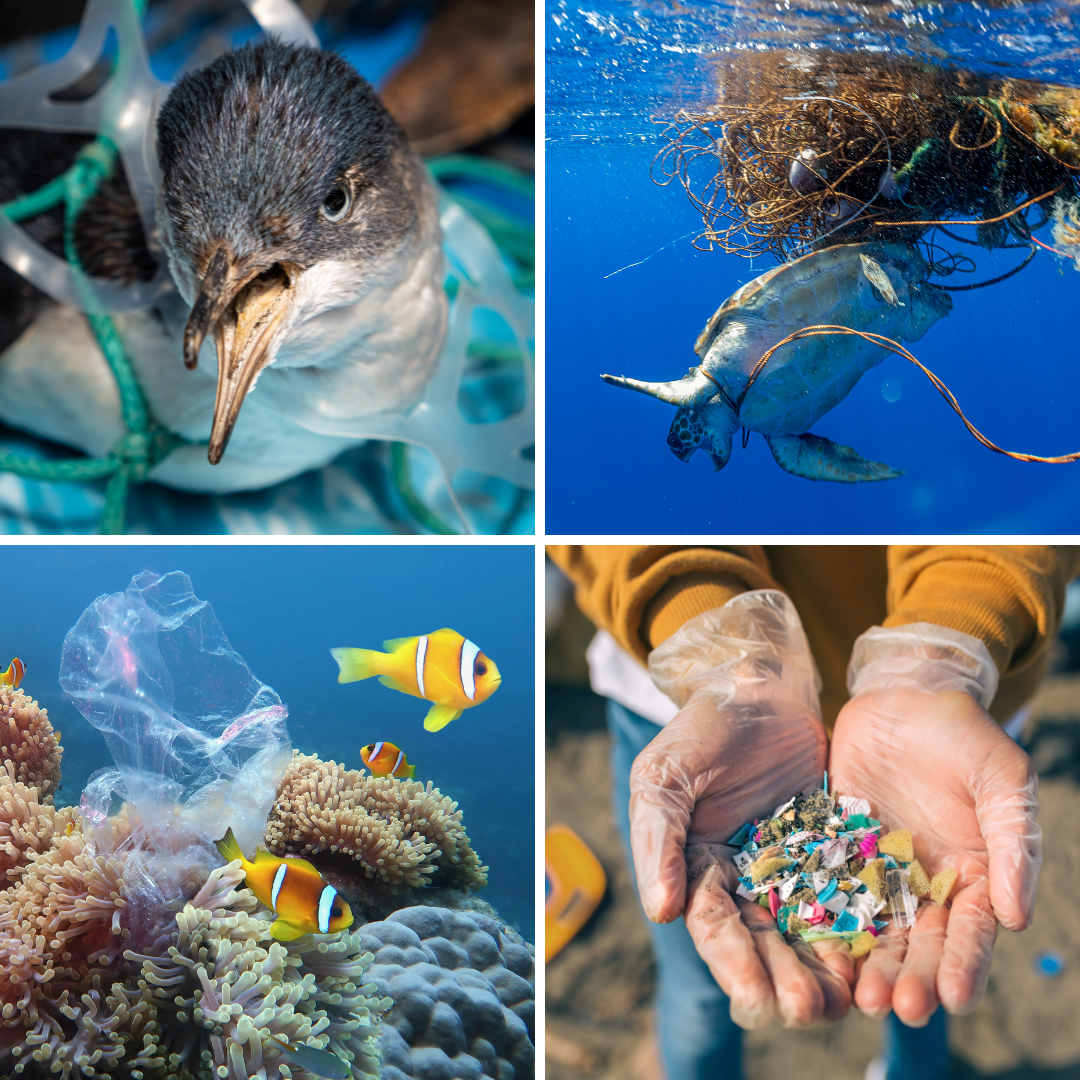 Plastic Pollution | Miami Beach - Rising Above